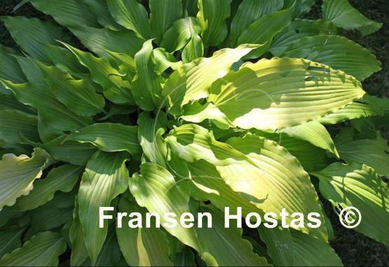Hosta Frisian Pride - Fransen Hostas